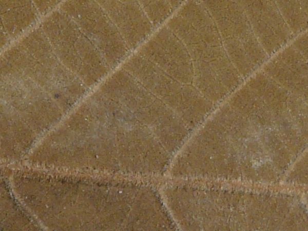 texture 0103 - Texturelib